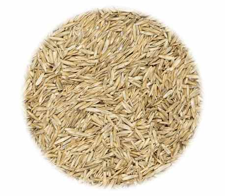 vidaXL Sementes de relva 20 kg | vidaXL.pt