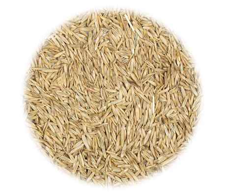 vidaXL Sementes de relva para áreas secas e quentes 10 kg | vidaXL.pt